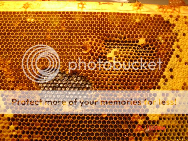 Darker Bees | Beesource Beekeeping Forums